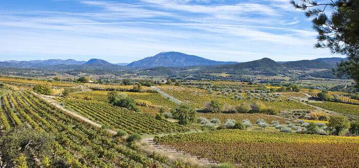 Buy Wine Online - Wine Experts Since 1883 | Mr. Wheeler Wine